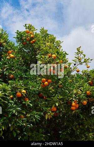 orange trees with fruits on plantation in Japan Stock Photo - Alamy