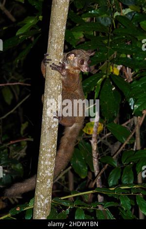 monkey, plumploris, monkeys, primates Stock Photo - Alamy
