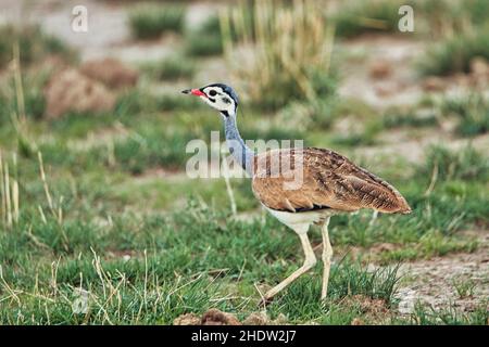 Vögel im Nationalpark Tsavo Ost, Tsavo West und Amboseli in Kenia Stock Photo - Alamy