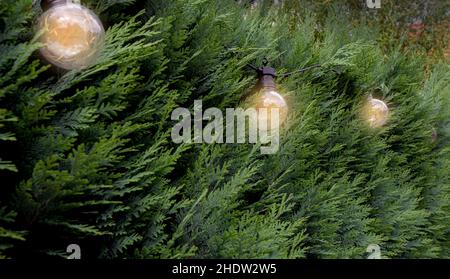Green Hedges and hanging light bulbs, park or garden, flora,bright ...
