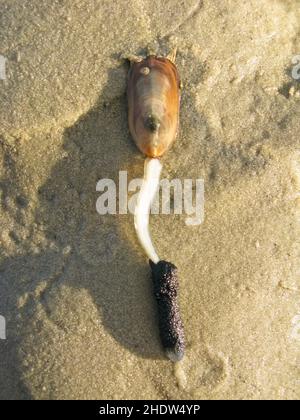 Lingula, a brachiopod Stock Photo - Alamy
