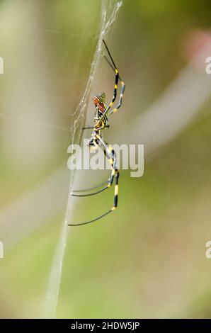 spider, nephila, spiders, nephilas Stock Photo - Alamy
