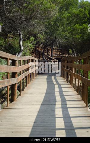 Narrow wooden boardwalk path leading through swamp forest surrounded by ...