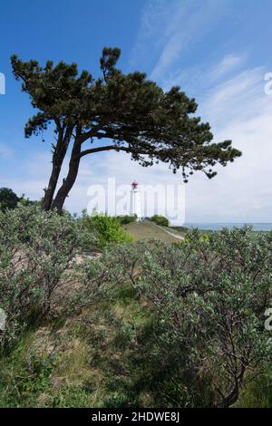 lighthouse, hiddensee, lighthouses, hiddensees Stock Photo - Alamy