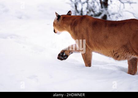 Puma in the winter woods, Mountain Lion look. Mountain lion hunts in a ...