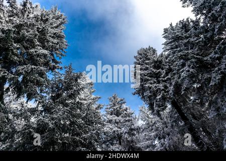Beautiful winter landscape on the heights of the Thuringian Forest near ...