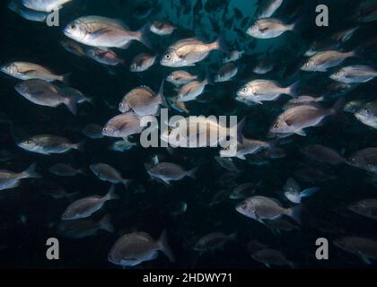 School of silver Hottentot fish underwater (Pachymetopon blochii ...