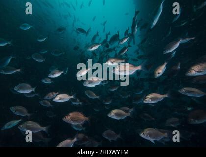 A school of silver shiny Hottentot fish (Pachymetopon blochii) swimming ...
