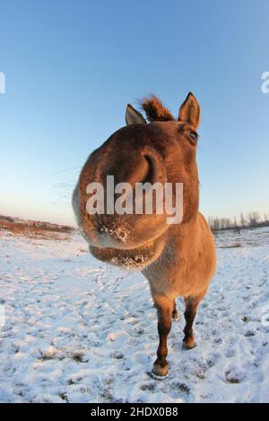 fish eye lens, horse mouth Stock Photo - Alamy
