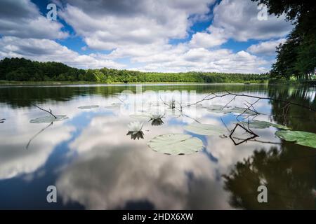 nature, lake, stechlin, natur, natures, lakes Stock Photo - Alamy