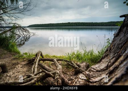 nature, lake, stechlin, natur, natures, lakes Stock Photo - Alamy