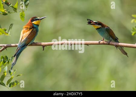 fodder, European bee-eater, fodders Stock Photo - Alamy