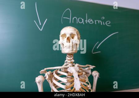 skeleton, anatomy, skeletons, anatomies Stock Photo - Alamy