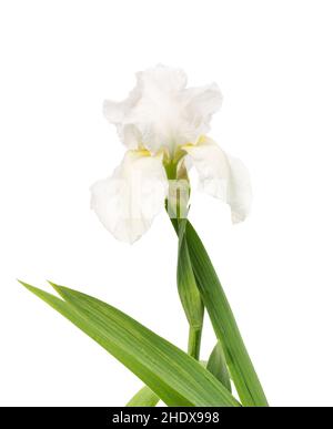 sword lily, iris, sword lilies, blood iris, iris sanguinea Stock Photo ...