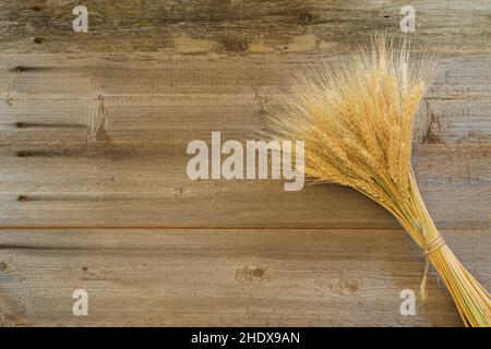 wheat, ostrich, spikes, wheats, ostrichs Stock Photo - Alamy