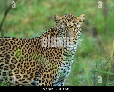 leopard, display boards Stock Photo - Alamy