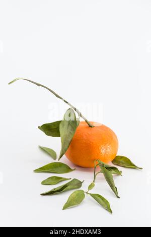 portrait of a tangerine with stem and green leaves, isolated on a white ...