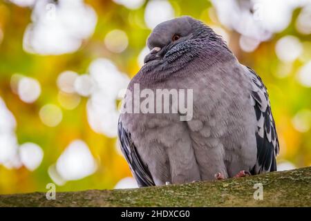 sleeping, dove, fluff, sleep, to be asleep, to sleep, doves, fluffing ...
