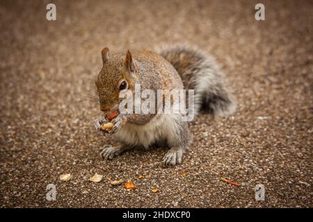 peanut, nibble, gray squirrel, peanuts, nibbles, gray squirrels Stock ...