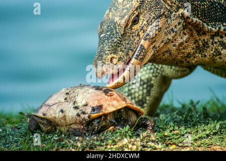 feeding, prey, monitor lizard, feed, feedings, monitor lizards Stock ...