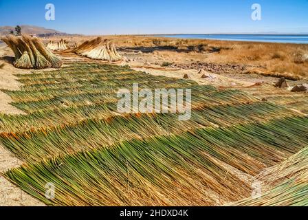 reed, harvest, peru, reeds, harvests, perus Stock Photo - Alamy