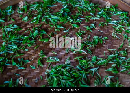 drying, tea leaf, dry, dryings, tea leafs Stock Photo - Alamy