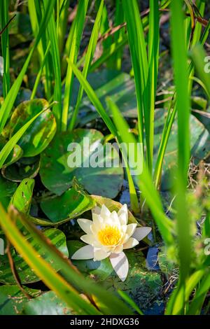 water lily, water lily pad, water lilies, waterlilie, waterlilies, lily ...