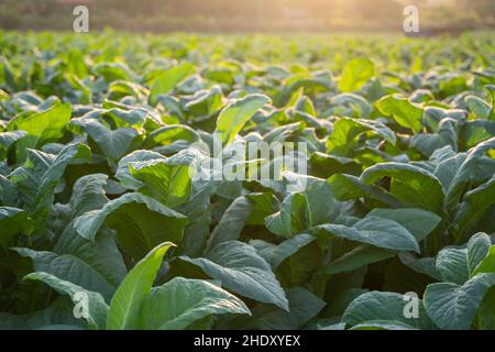 Tobacco big leaf crops growing in tobacco plantation field Stock Photo ...