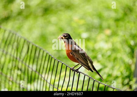 garden redstart, redstarts Stock Photo - Alamy