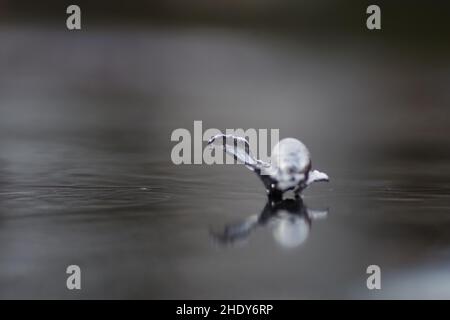 Pewter casting object on the lake Stock Photo - Alamy
