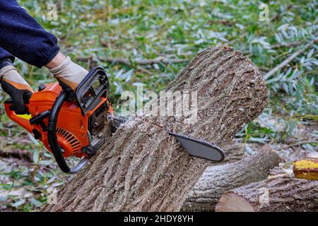 deforestation, chainsaw, fell timber, deforestations, chainsaws, fell ...