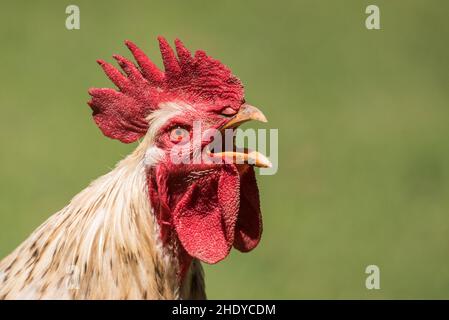 rooster, crow, roosters, crows Stock Photo - Alamy