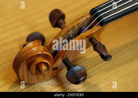 violin snail, violin snails Stock Photo - Alamy