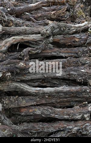 burl, grapevine wood, burls Stock Photo - Alamy