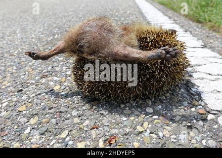 hedgehog, roadkill, hedgehogs, roadkills Stock Photo - Alamy