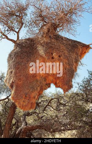 A low angle shot of a weaver bird's nest on a beautiful tree against a ...