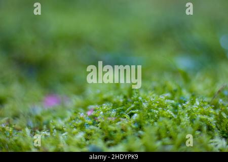 Green moos, background, cute and fresh Stock Photo - Alamy