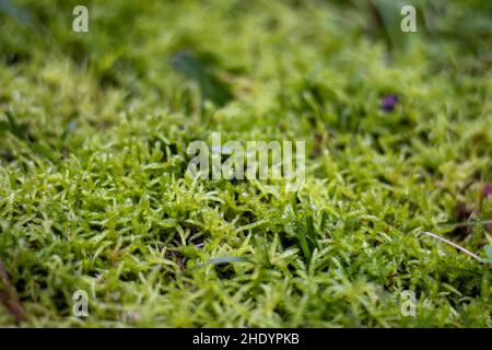 Green moos, background, cute and fresh Stock Photo - Alamy
