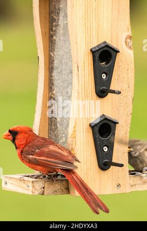 Northern cardinal on a birdhouse Stock Photo - Alamy