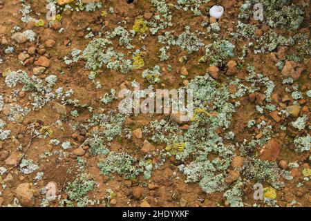 Colorful lichen on soil in the mountain in Spain Stock Photo - Alamy