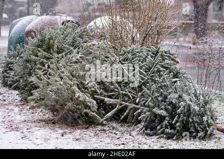 Dry, old and used Christmas trees with snow are lying at a collection ...