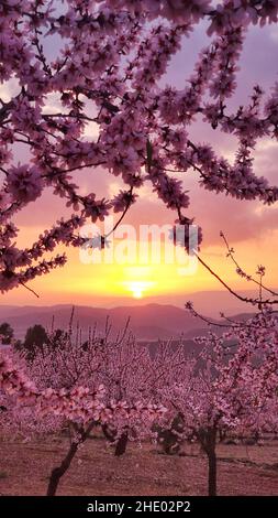 Sunset in a field of almond trees full of pink flowers Stock Photo - Alamy