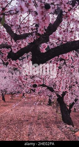 Almond tree blossoms white pink flowers blooming in spring Stock Photo ...