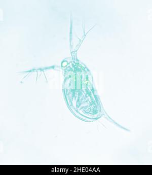 Microscopic image of zooplankton Water Flea Daphnia Stock Photo - Alamy