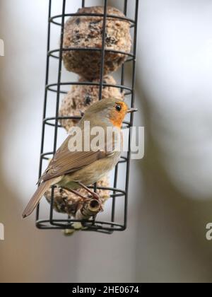 Vertical shot of a European robin on a stick Stock Photo - Alamy