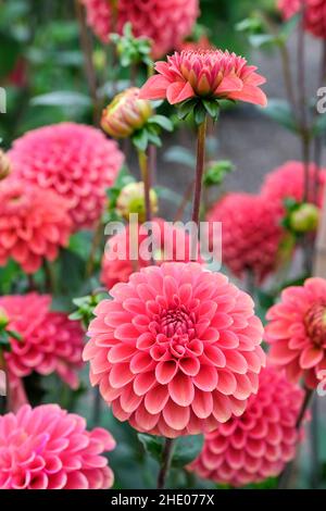 Dahlia 'Zundert Mystery Fox'. Ball dahlia, burnt orange flower Stock ...