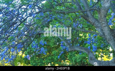 Jacaranda mimosifolia- palisander tree with violet blossoms Stock Photo ...