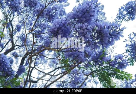 Jacaranda mimosifolia- palisander tree with violet blossoms Stock Photo ...