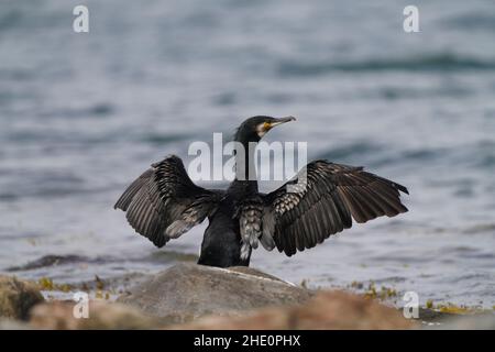 Beautiful view of a cormorant in a sea Stock Photo - Alamy