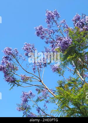 Jacaranda mimosifolia- palisander tree with violet blossoms Stock Photo ...